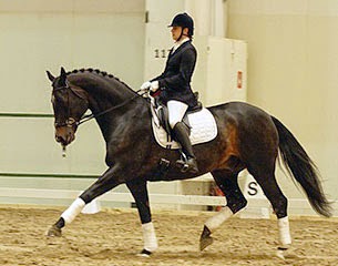 Super Horse Expert: LG-Bridle - The German Bitless Bridle - This is the ...