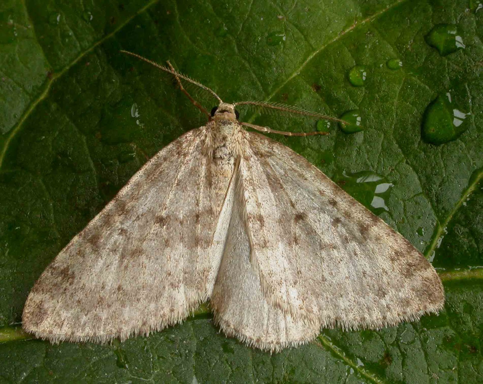 Darley Dale Wildlife: Mottled Grey