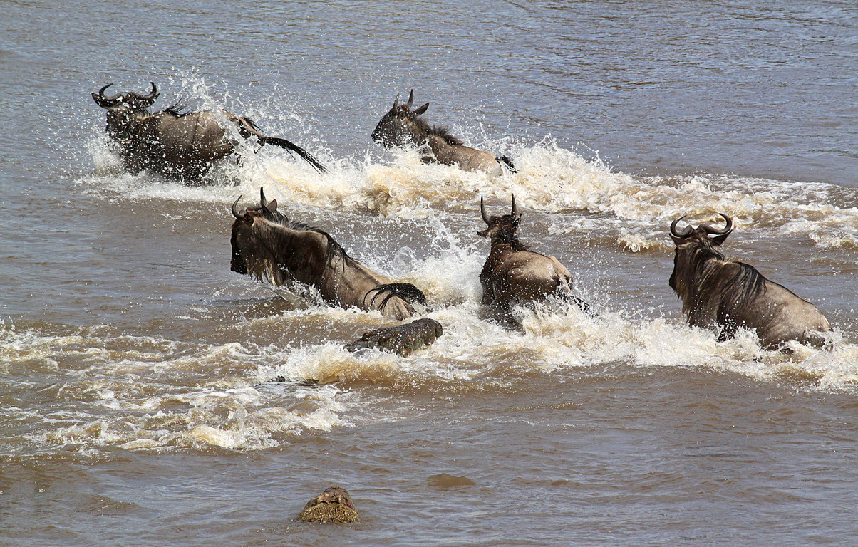 My Dreams...: Masai Mara National Park Wild Animals...