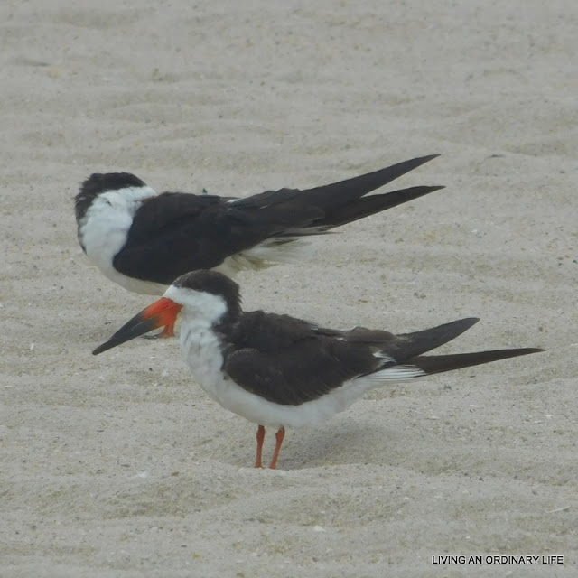 through my kitchen window