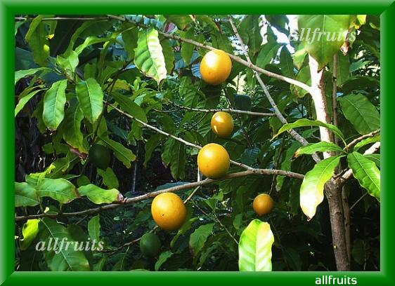 All Fruits in the World: Abiu Fruit [ emperor's golden fruit ]