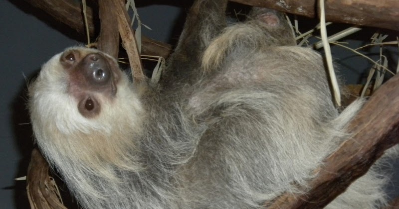 The Zoo Review: Species Fact Profile: Hoffmann's Two-Toed Sloth ...