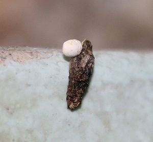 Tips Dot Tricks: Kenapa Tokai Cicak Selalu Hitam dan Putih