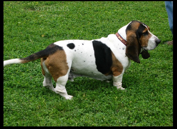 Basset Hound Animal Information And Pictures | All Wildlife Photographs