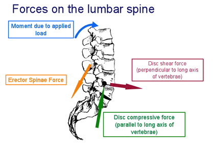 Lower Back Pain Part I: Overview of the lower back anatomy and ...
