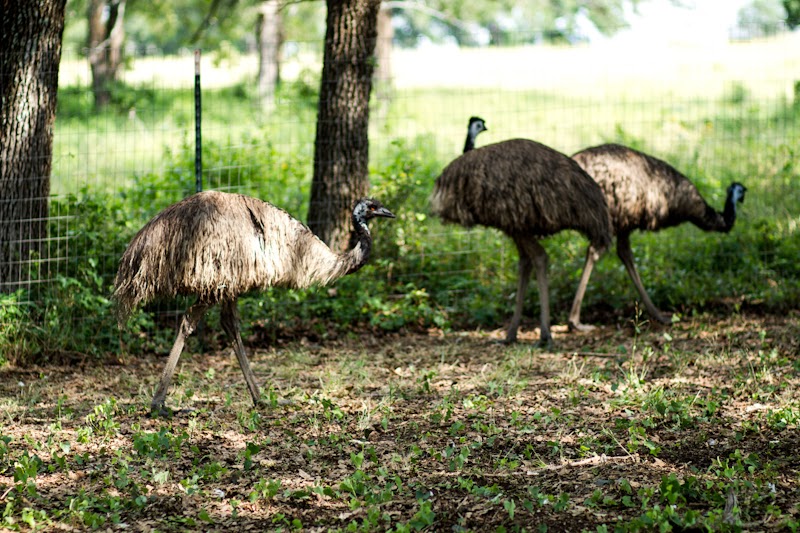 Lally Broch Farm: A Maine Family Homestead: Emu Plans