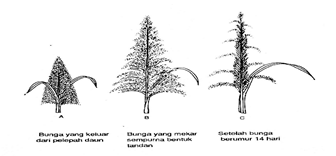 Budidaya Tebu Indonesia: Bunga Tanaman Tebu