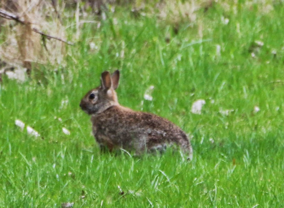 Michigan Exposures: I Saw a Rabbit
