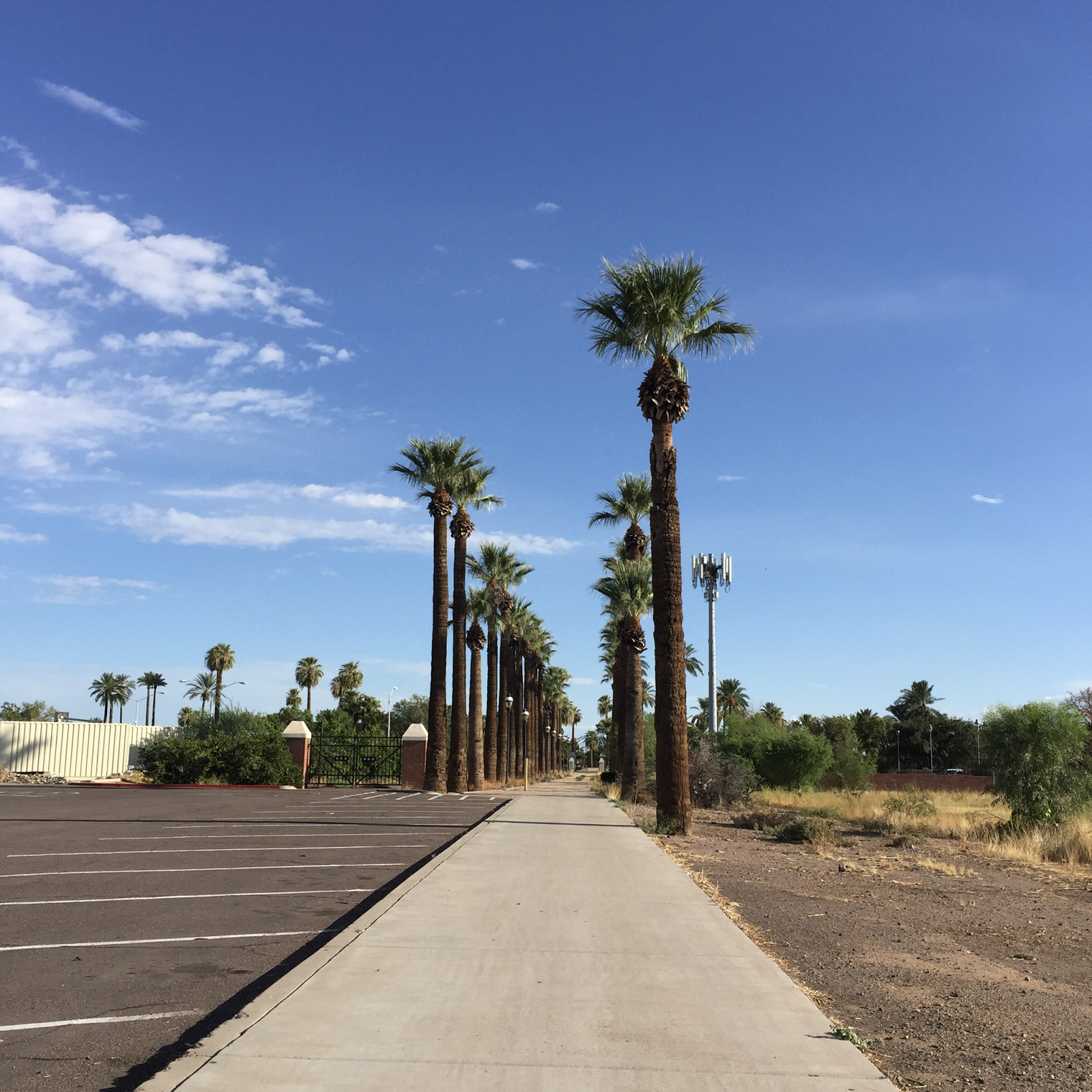 History Adventuring: How to see the historic trees of Glendale ...