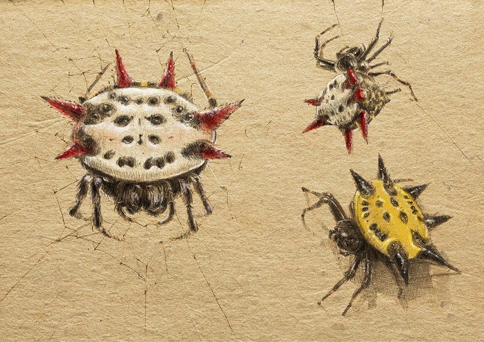 Gasteracantha cancriformis - Wei li Ng