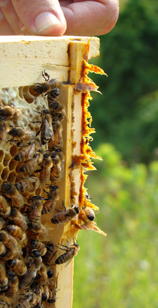 Rurification | Robin Edmundson: Propolis