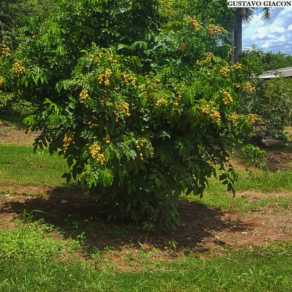 Viveiro Ciprest - Plantas Nativas e Exóticas: Clausena ou Wampi ...