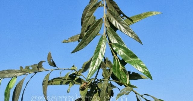 Catalogue of Organisms: Dighloti