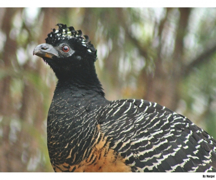 Blog do Kenzo: Mutum