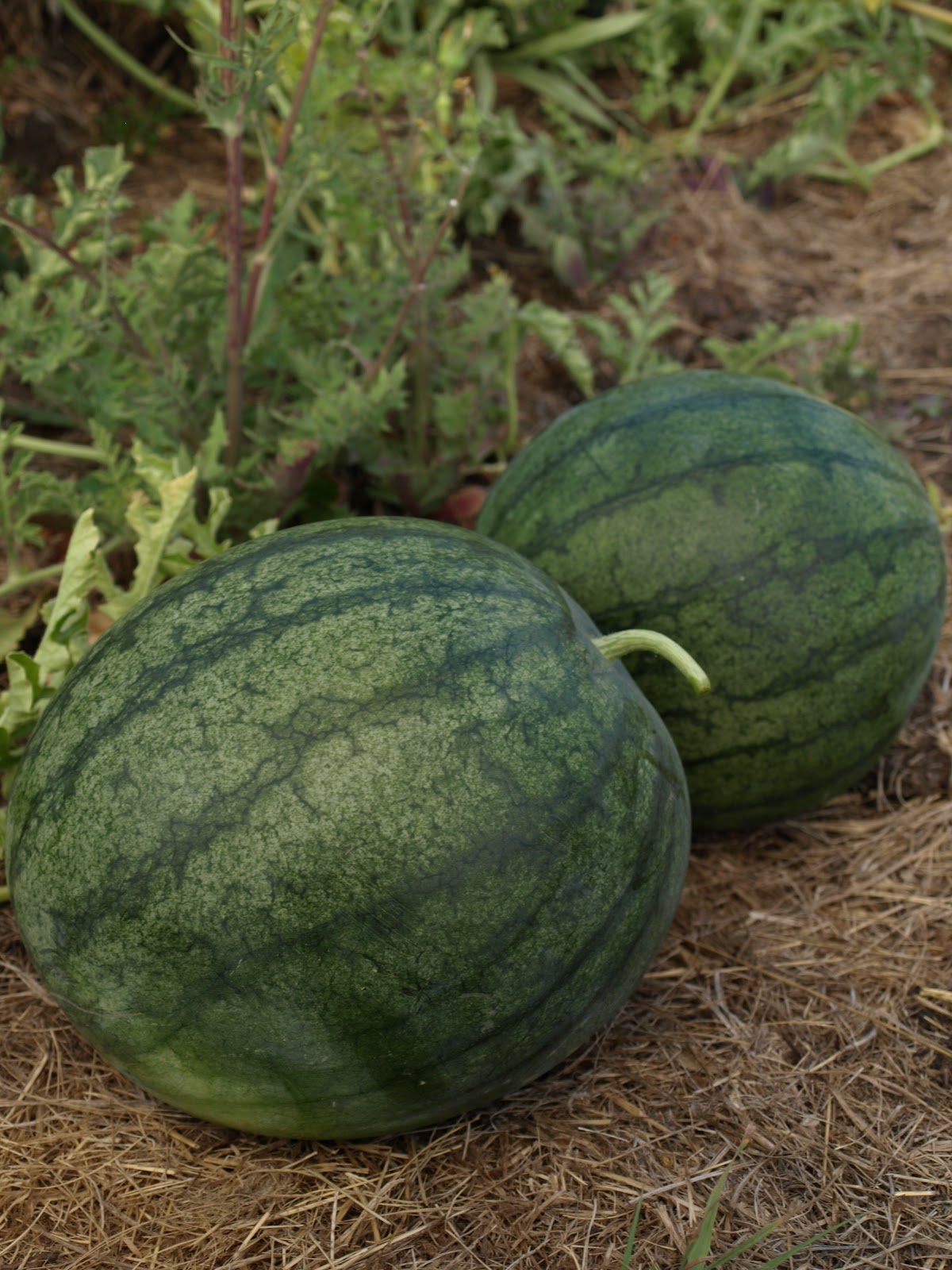 Malmsbury Kitchen Garden: All about Melons