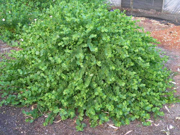 ARTE Y JARDINERÍA : ALCAPARRA (Capparis spinosa L.)