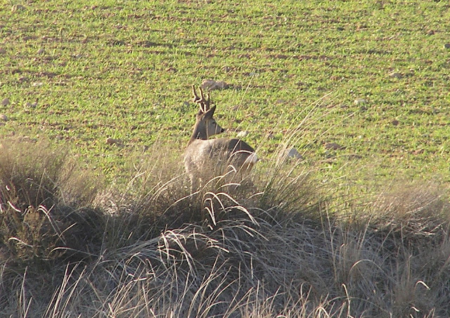 EL OLMO SECO: CORZO (Capreolus capreolus)