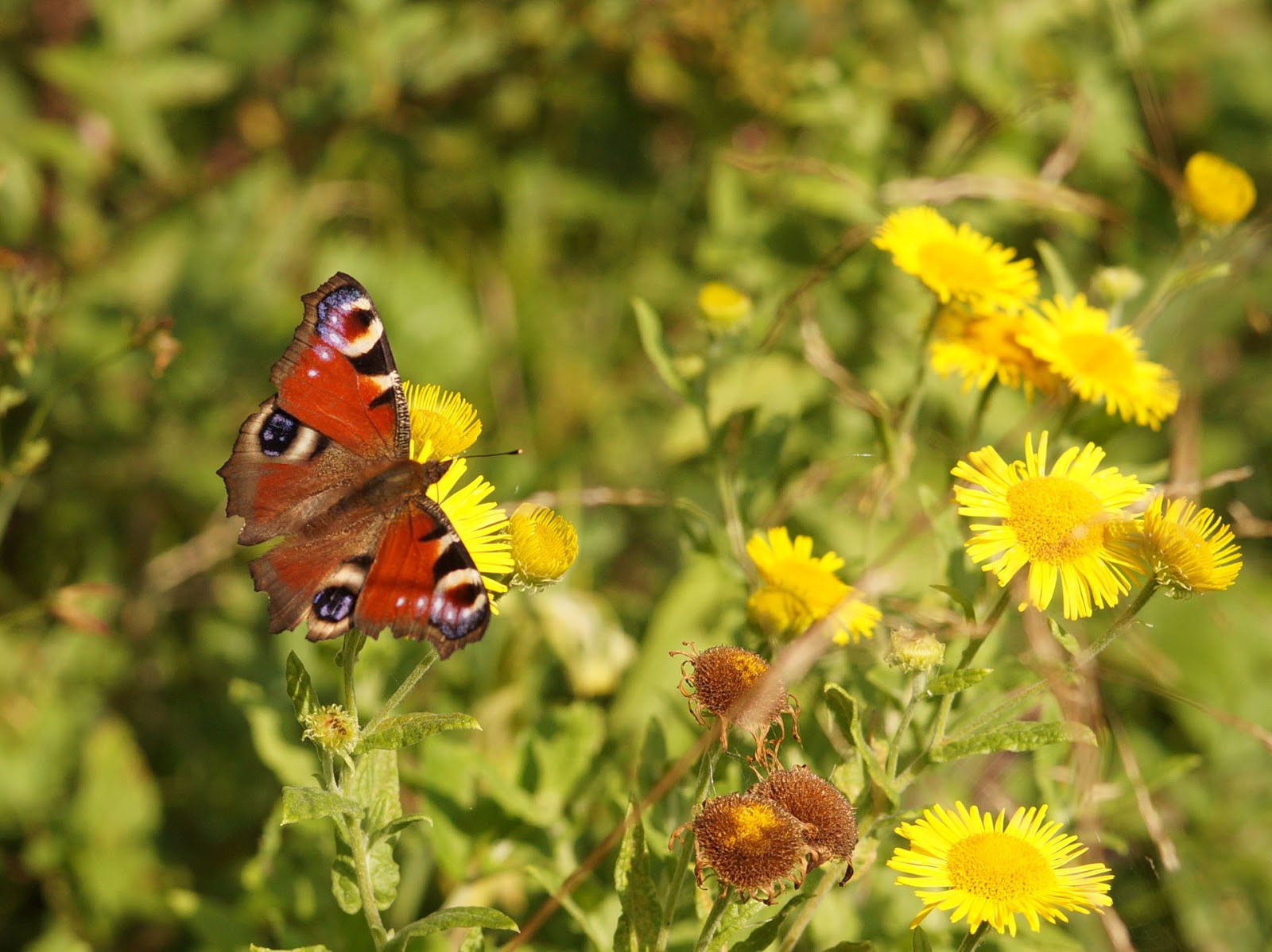 August butterfly spotting in Norfolk - Sophie in the Sticks