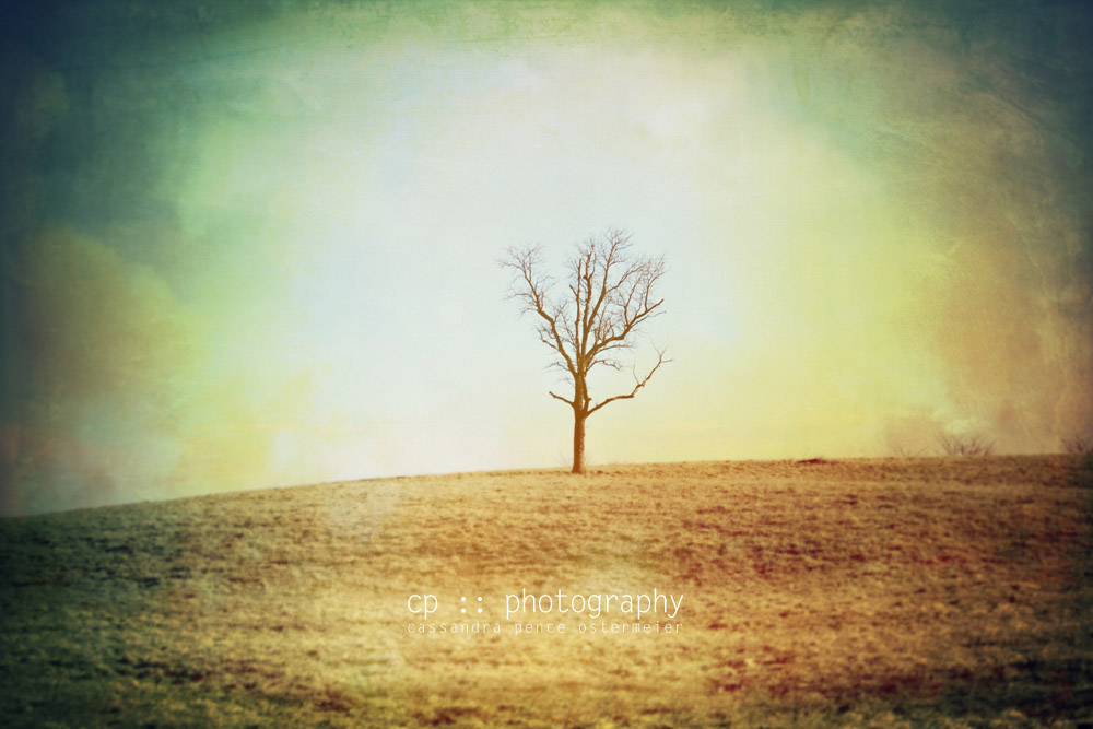 sassafras: composite kick :: composite photography