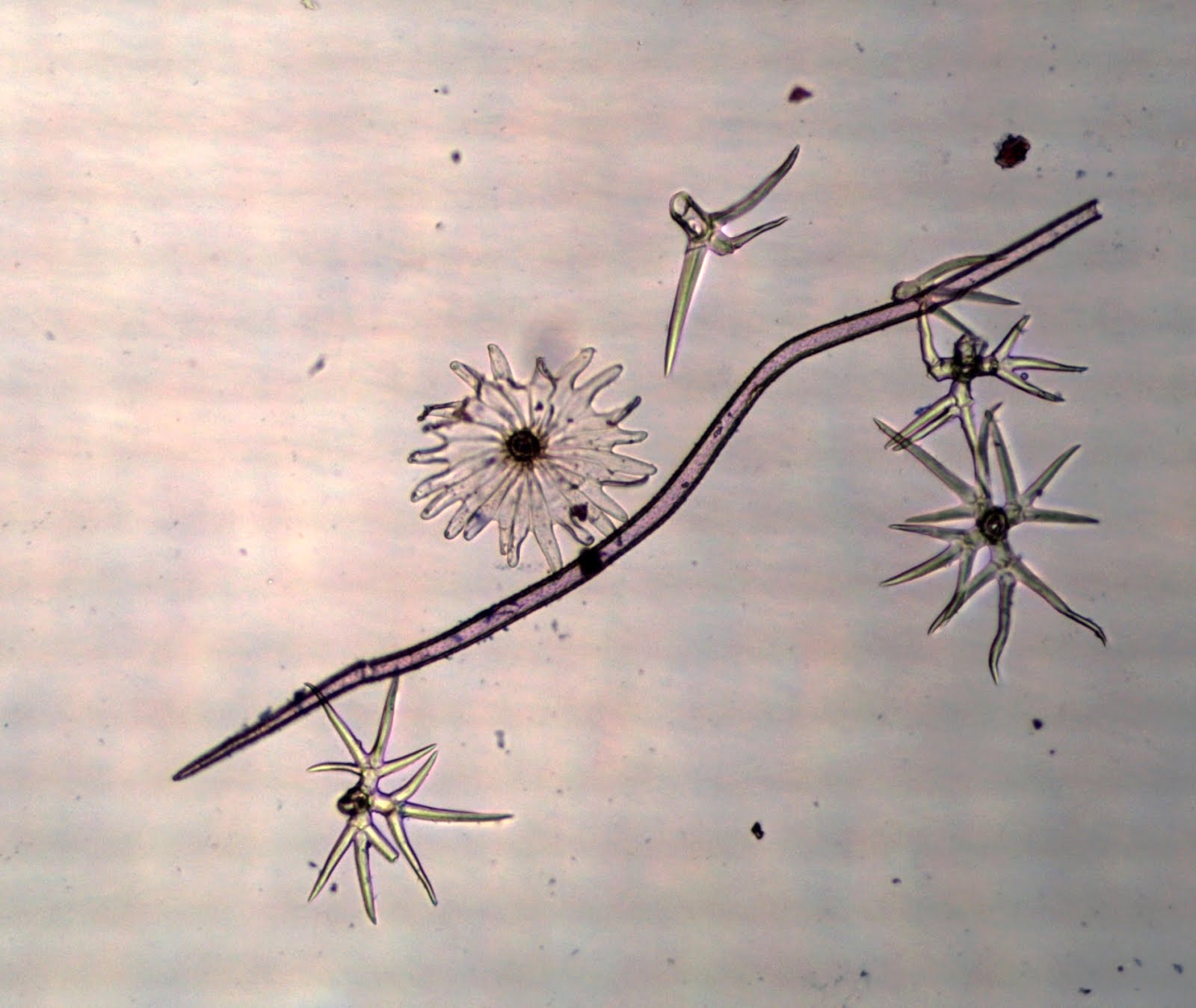 Micro tincion vegetal: OBSERVACIÓN DE TRICOMAS
