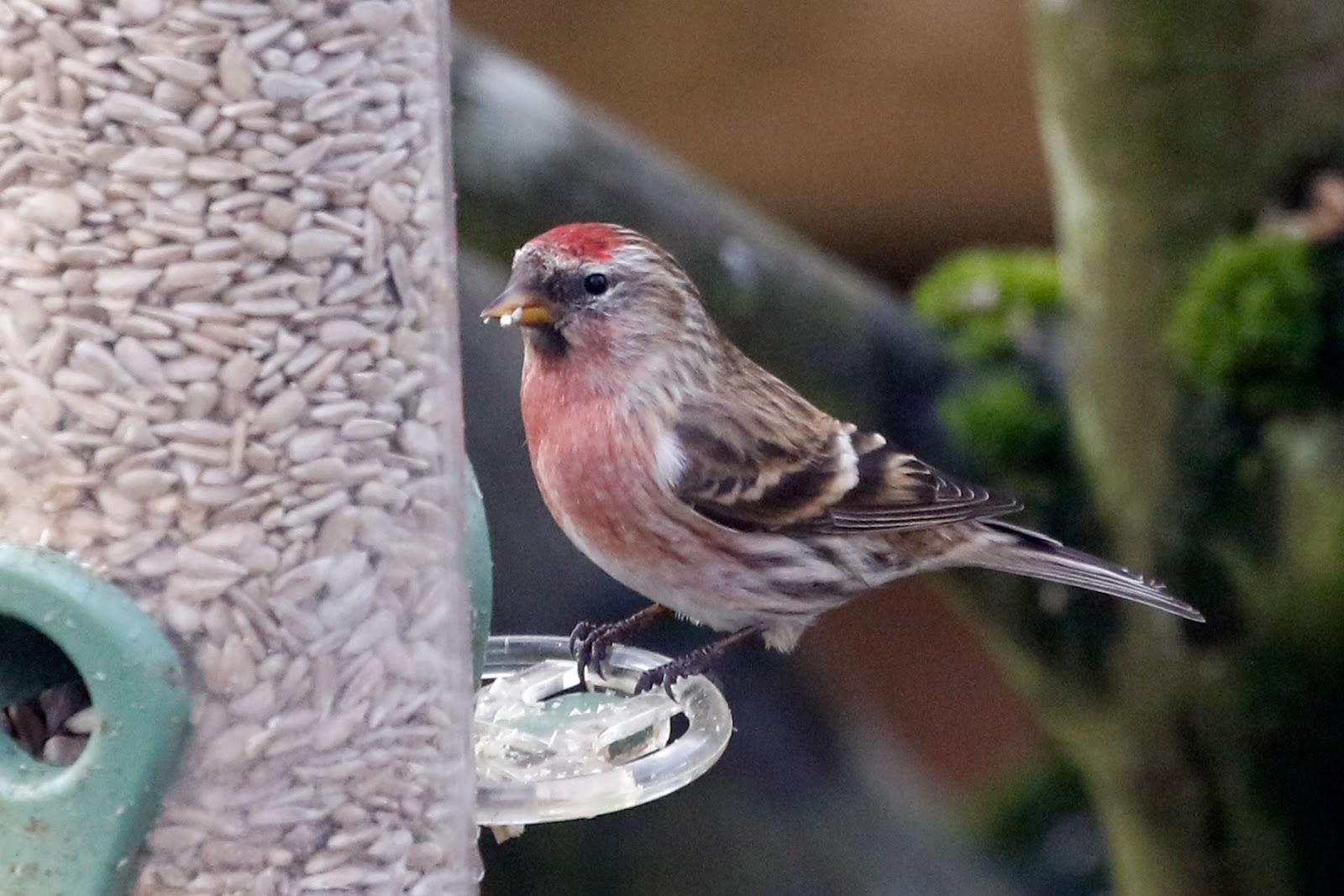 A Year Around Four Marks: March 2018