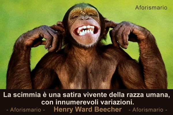 Immagini Divertenti Di Scimmie