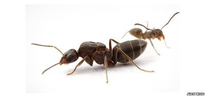 ANIMALÓGICO: Você sabia que uma Mega-colônia de formigas domina o mundo?