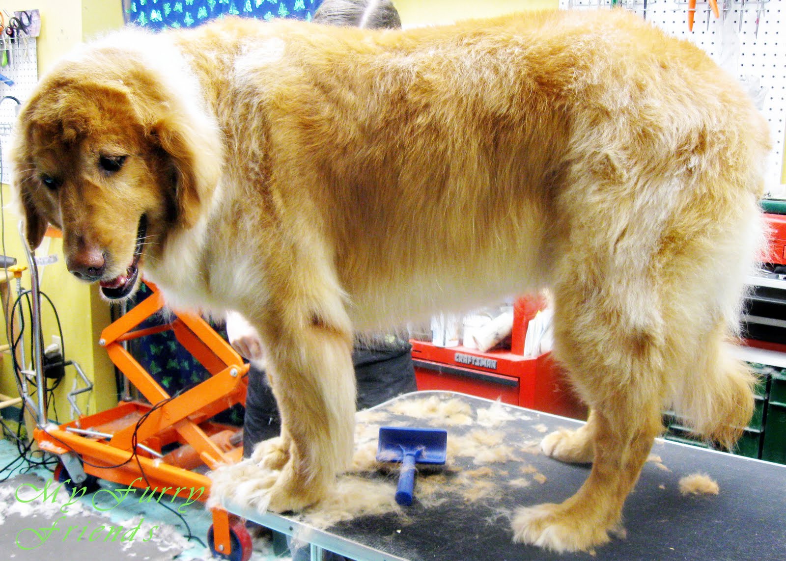 Pet Grooming: The Good, The Bad, & The Furry: Pricing Your Grooms