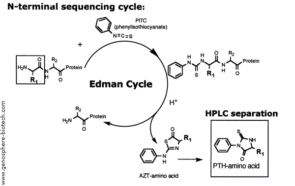 Lab series# 14- MS based proteomics