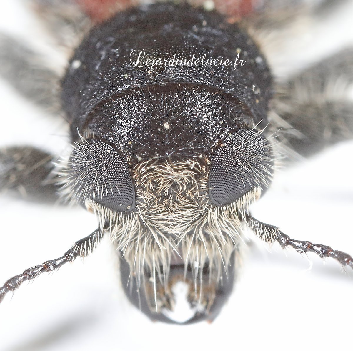 Clerus mutillarius, un Clairon utile et mutile.