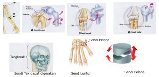 Rangka dan Otot pada Manusia - ADM KURMER