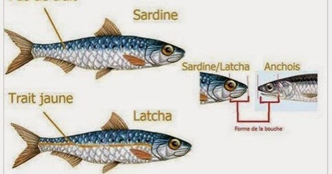 Musée Imaginaire de la Sardine: Et la latcha dans tout ça