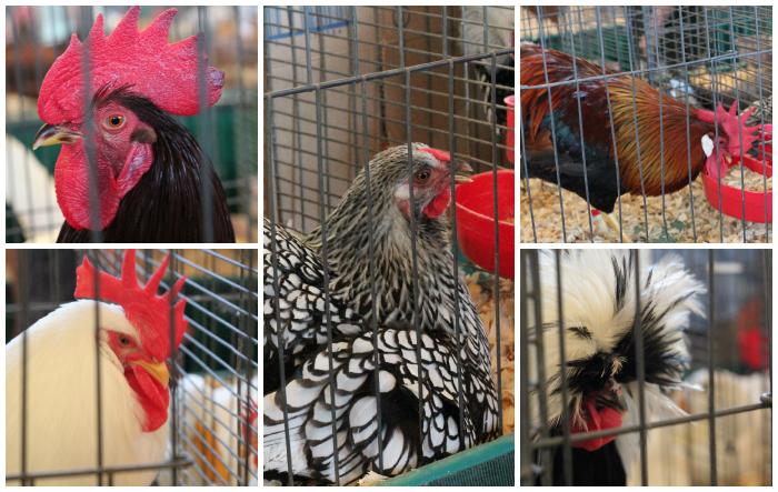 Minnesota State Fair 2013