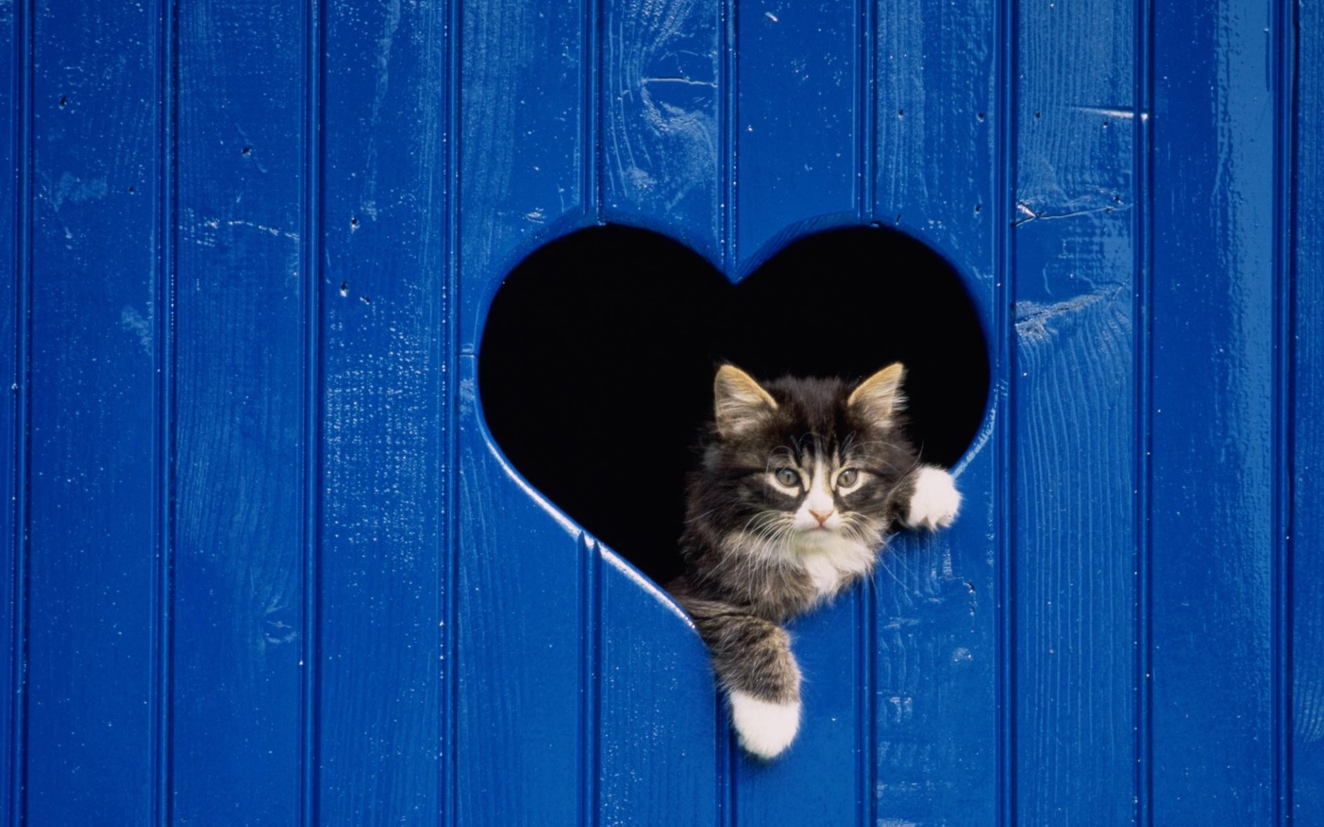 Wallpapers Chats - Pack 002 - Wallpapers & Partage