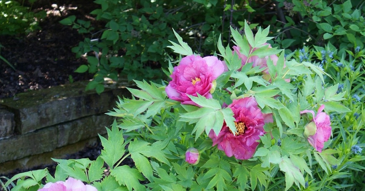 Visit My Garden: Japanese Tree Peonies at Olbrich