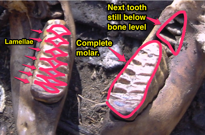 Chimpanzee Teeth Diagram