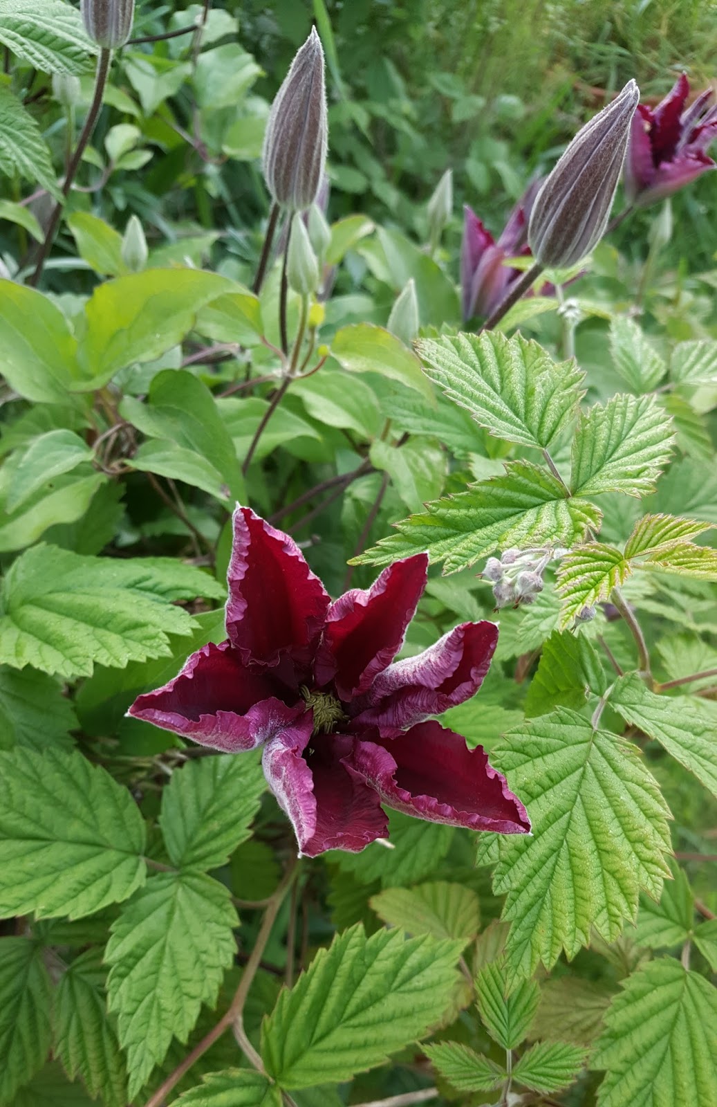 Lady Mondegreen's Secret Garden