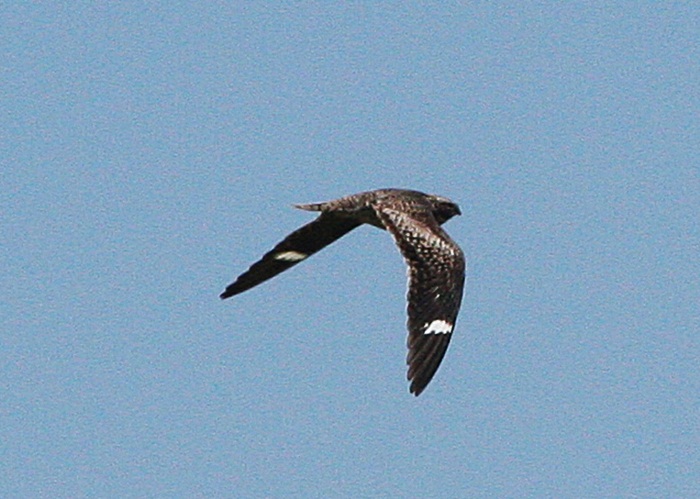 Backyard Birder: Anahuac National Wildlife Refuge: Common Nighthawk