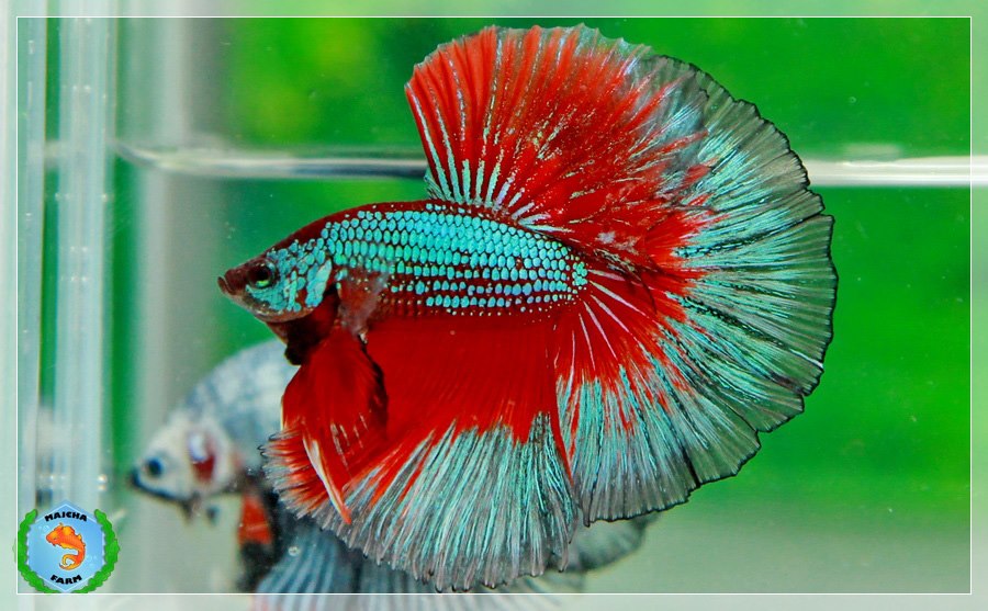 Betta Splendens: Les plus belles photos de bettas: Janvier-Février 2013