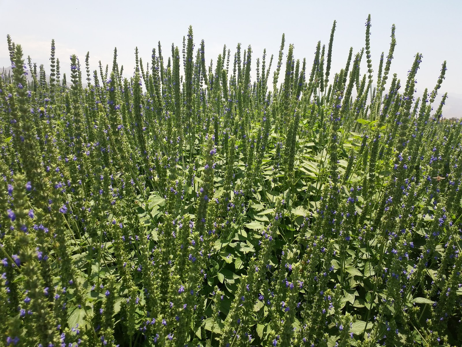 Organic Life Perú: Seguimiento Cultivo de Chia - ORGANIC LP