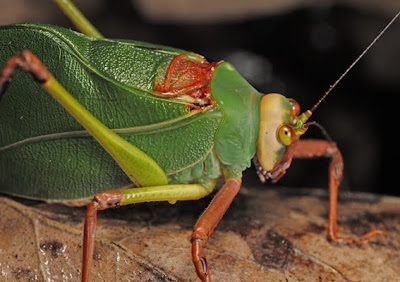 BunyipCo: October 2011