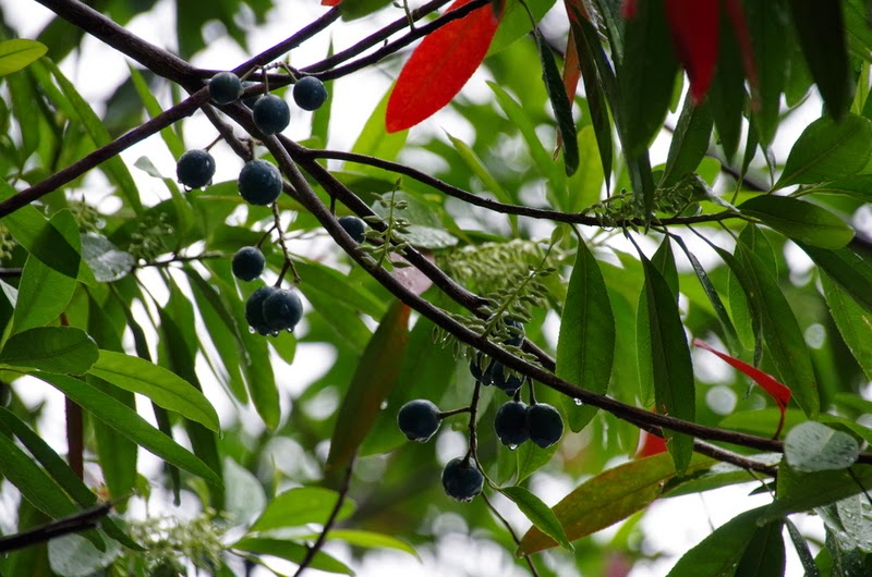 Trees and Plants: Blue Marble Tree (Elaeocarpus Angustifolius)