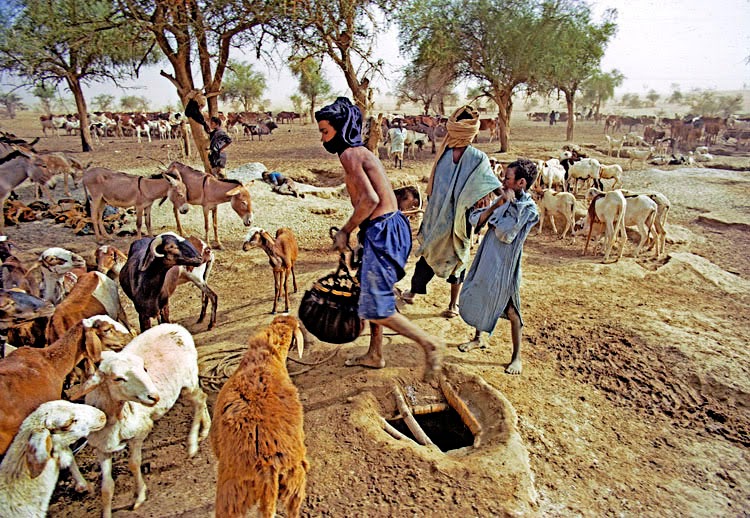 Fascinating Humanity: Sahel:Tuareg Watering Flocks At Water Holes