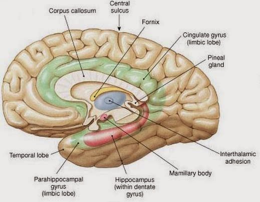 Patologisk Psykologi