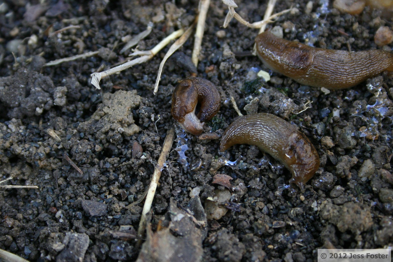 Sluggin' Along: Slug Waste Disposal: Part 2