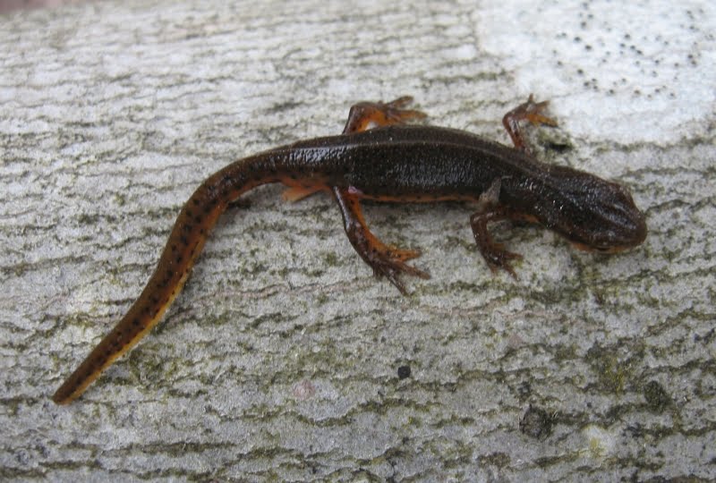 Tangled Web: Eastern Newt (Notophthalmus viridescens viridescens)