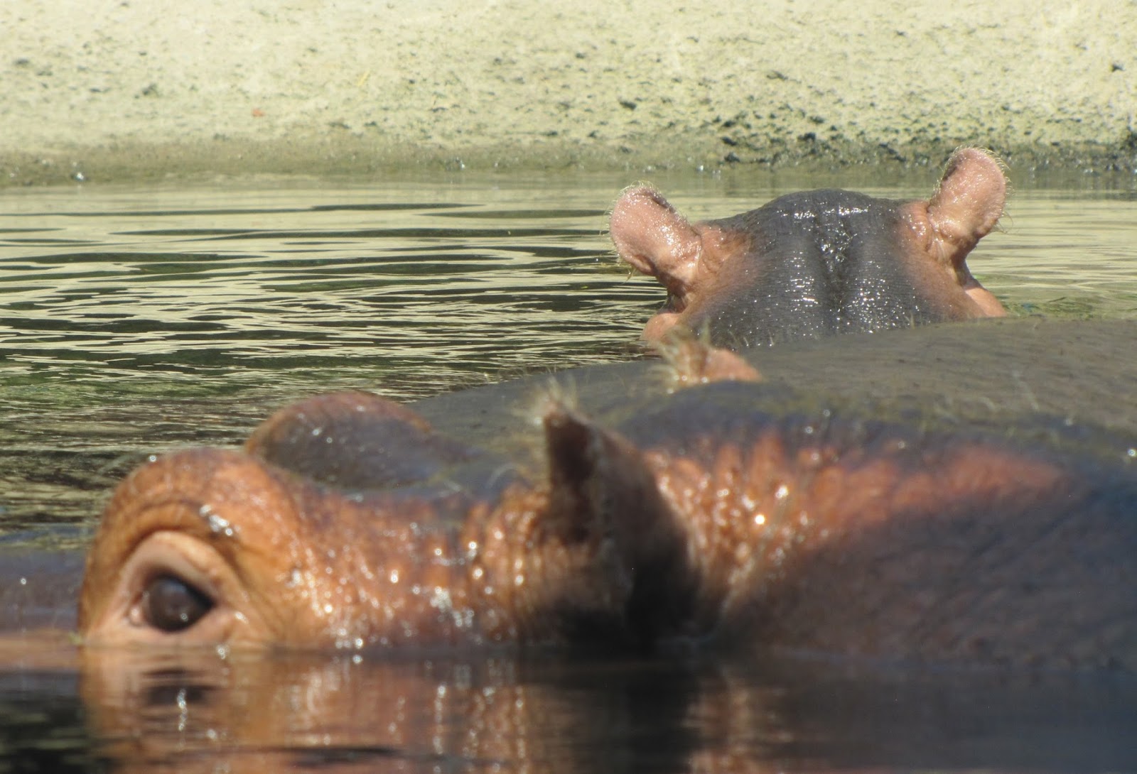 My Polar Bear Friends and Friends of Polar Bears: Remembering Henry the ...