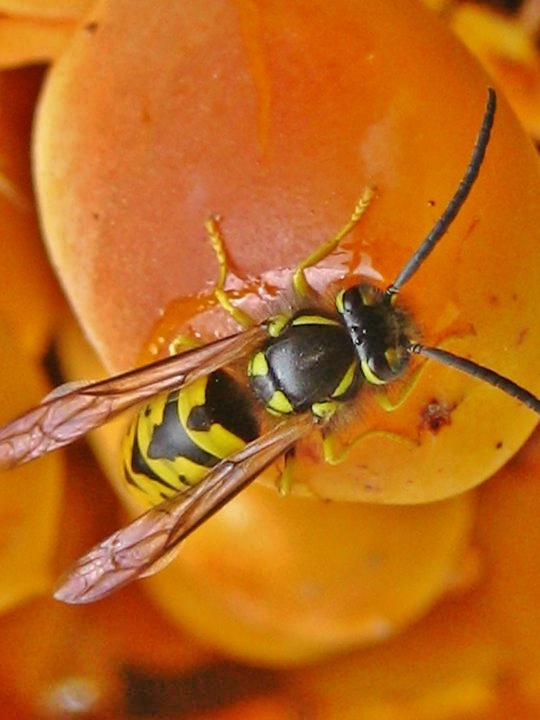 Biodiversity of Cyprus by NGO Protection of the Natural Heritage and ...