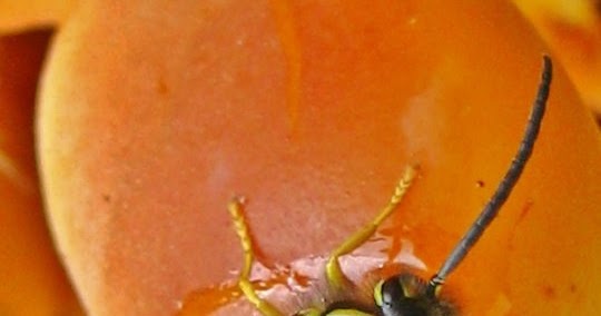 Biodiversity of Cyprus by NGO Protection of the Natural Heritage and ...