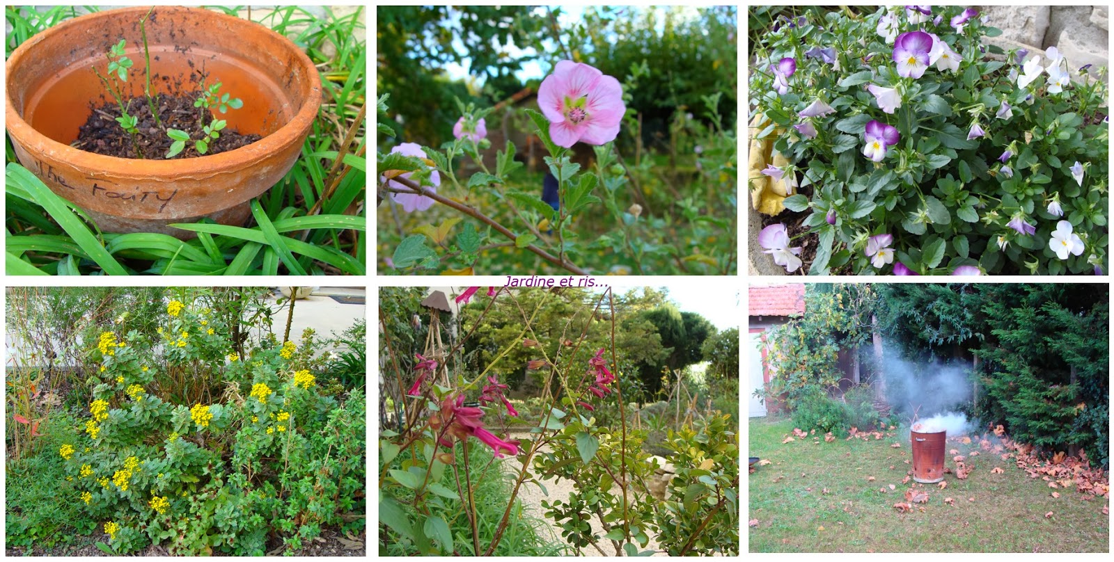 Jardine & ris...: La belle saison des fruits rouges...